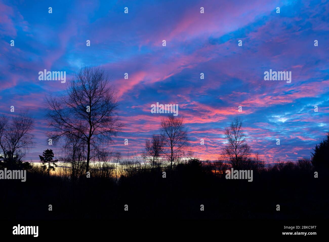 Birch Trees at Sunset - Yorkshire, England, UK Stock Photo - Alamy