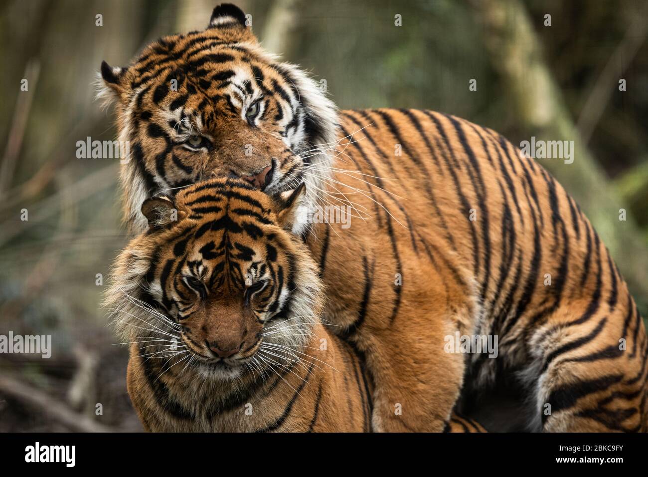Mammal Mating High Resolution Stock Photography and Images - Alamy