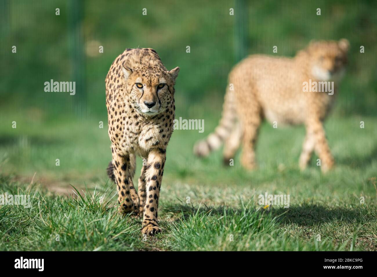 Guepard hi-res stock photography and images - Alamy