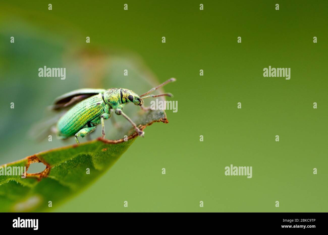 Weevil insect hi-res stock photography and images - Alamy
