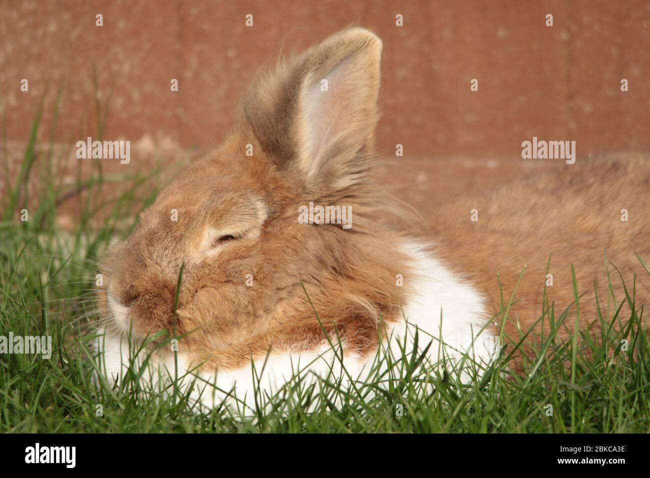 Rabbit burrow fence hi-res stock photography and images - Alamy