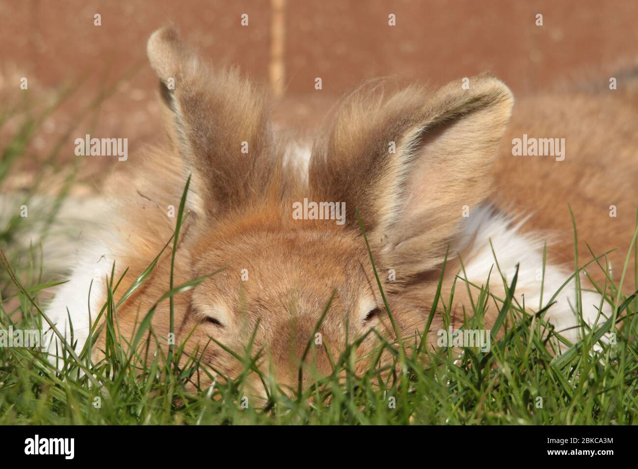 dutch rabbit laid in the grass Stock Photo - Alamy