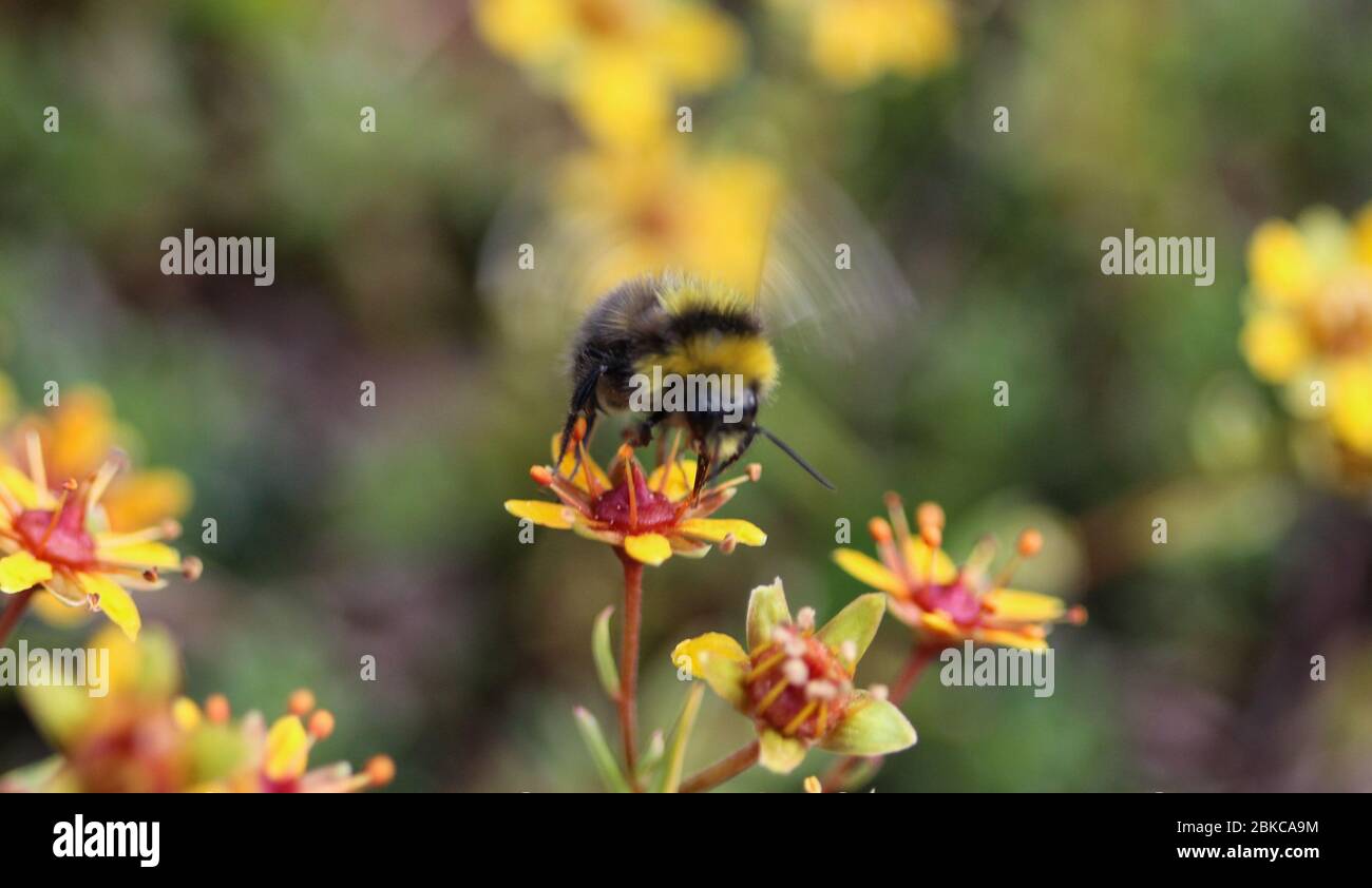 Bumblebee laburnum hi-res stock photography and images - Alamy