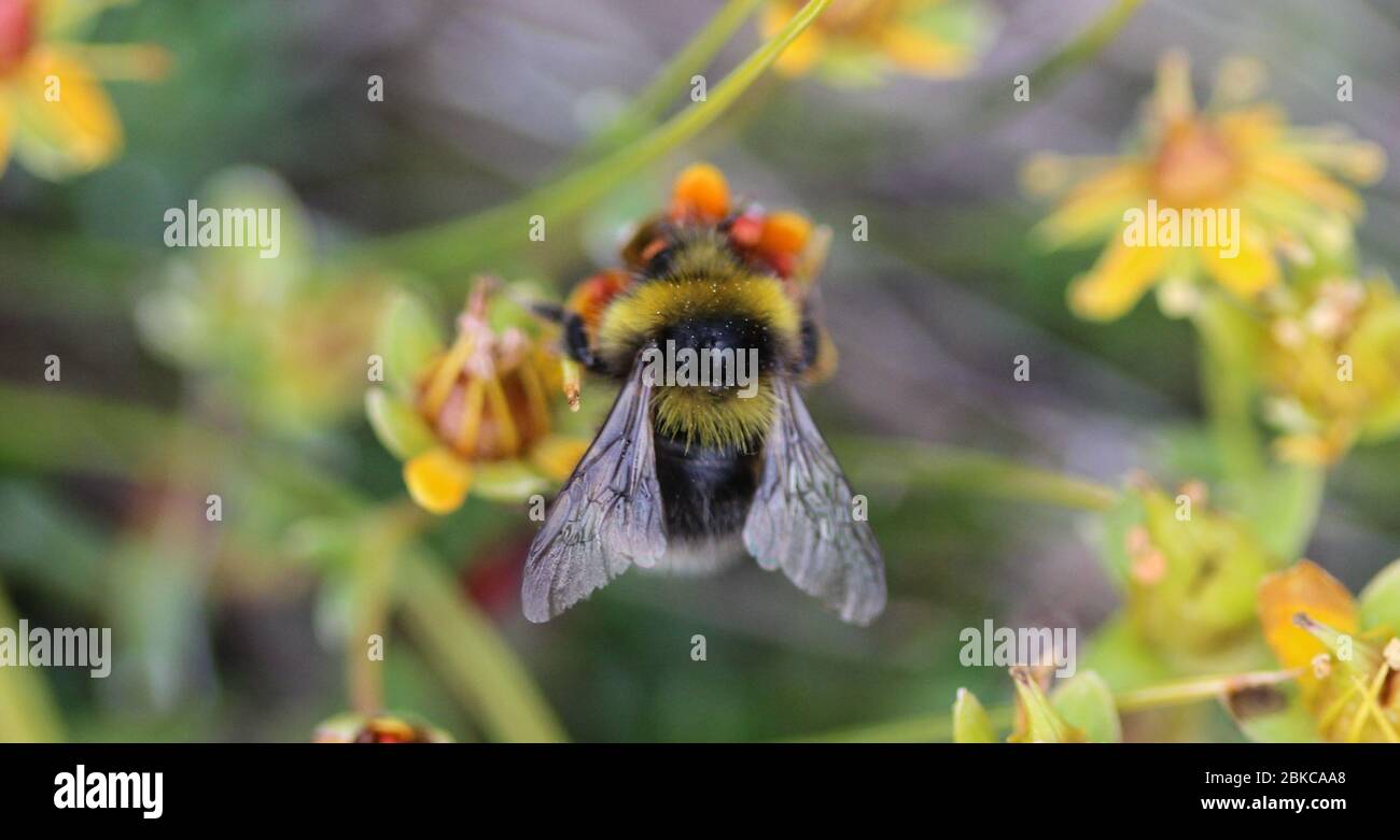 Bumblebee laburnum hi-res stock photography and images - Alamy