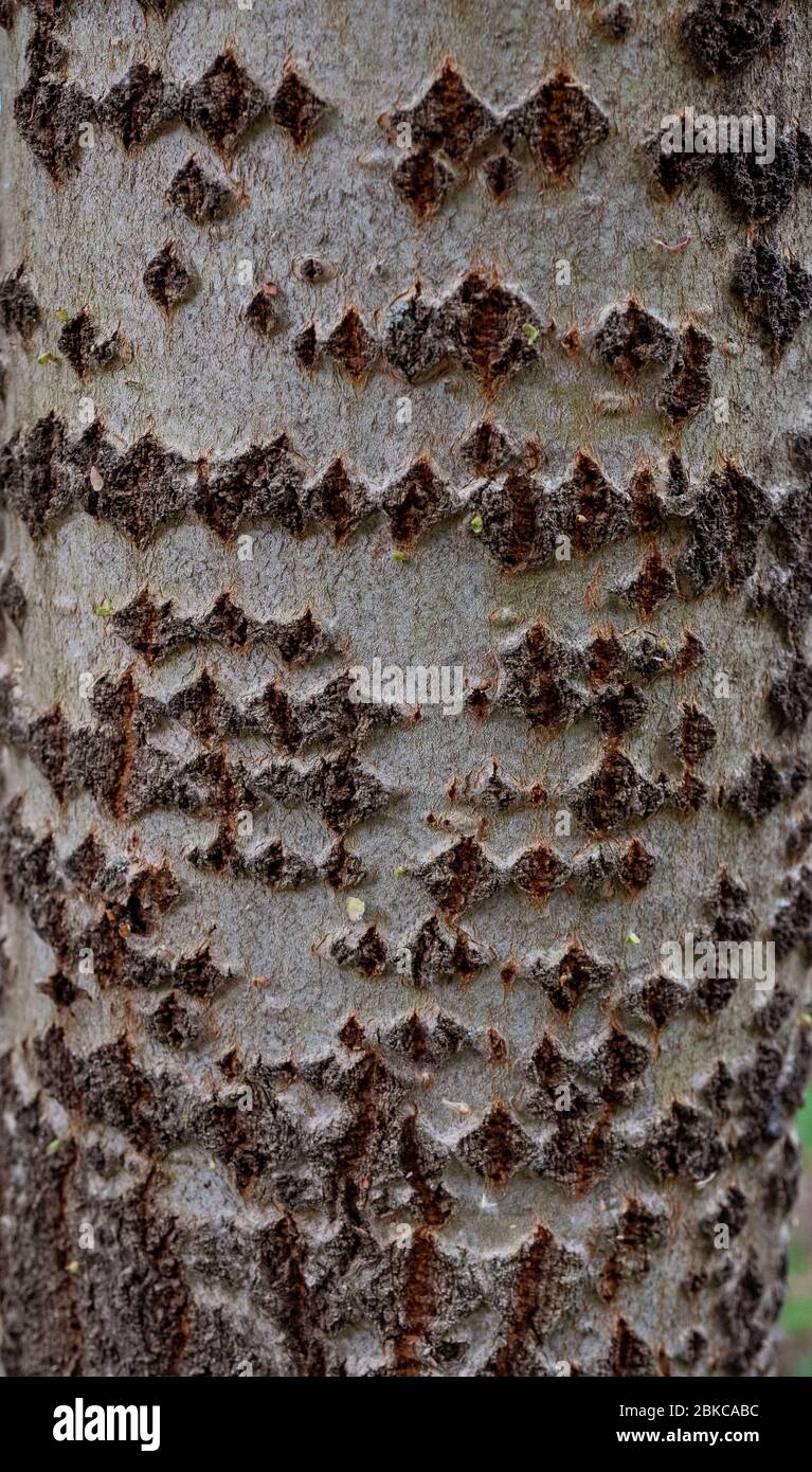 Tree barks hi-res stock photography and images - Alamy