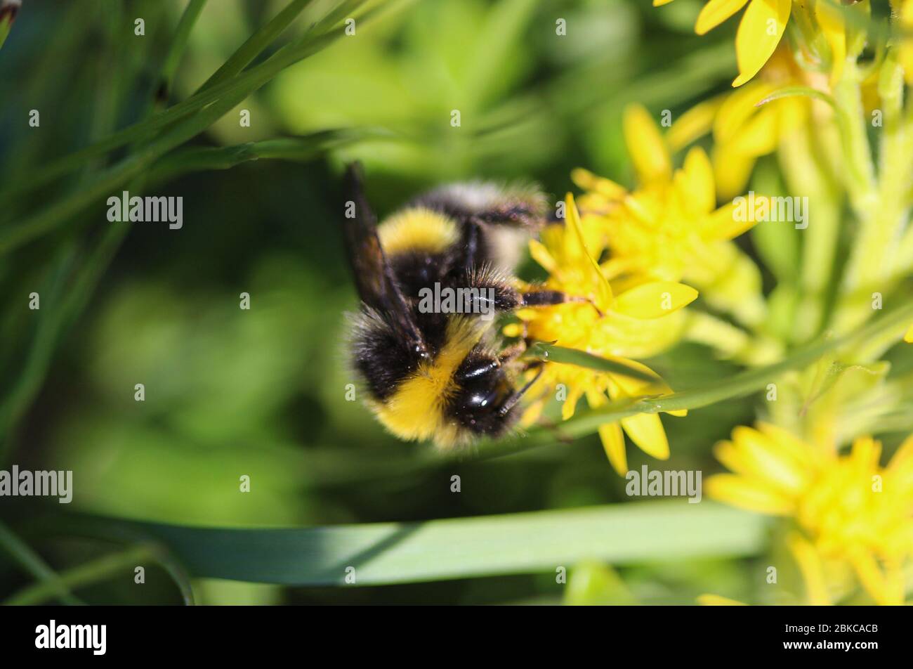 close up of Bombus cryptarum, also know as the cryptic bumblebee Stock ...