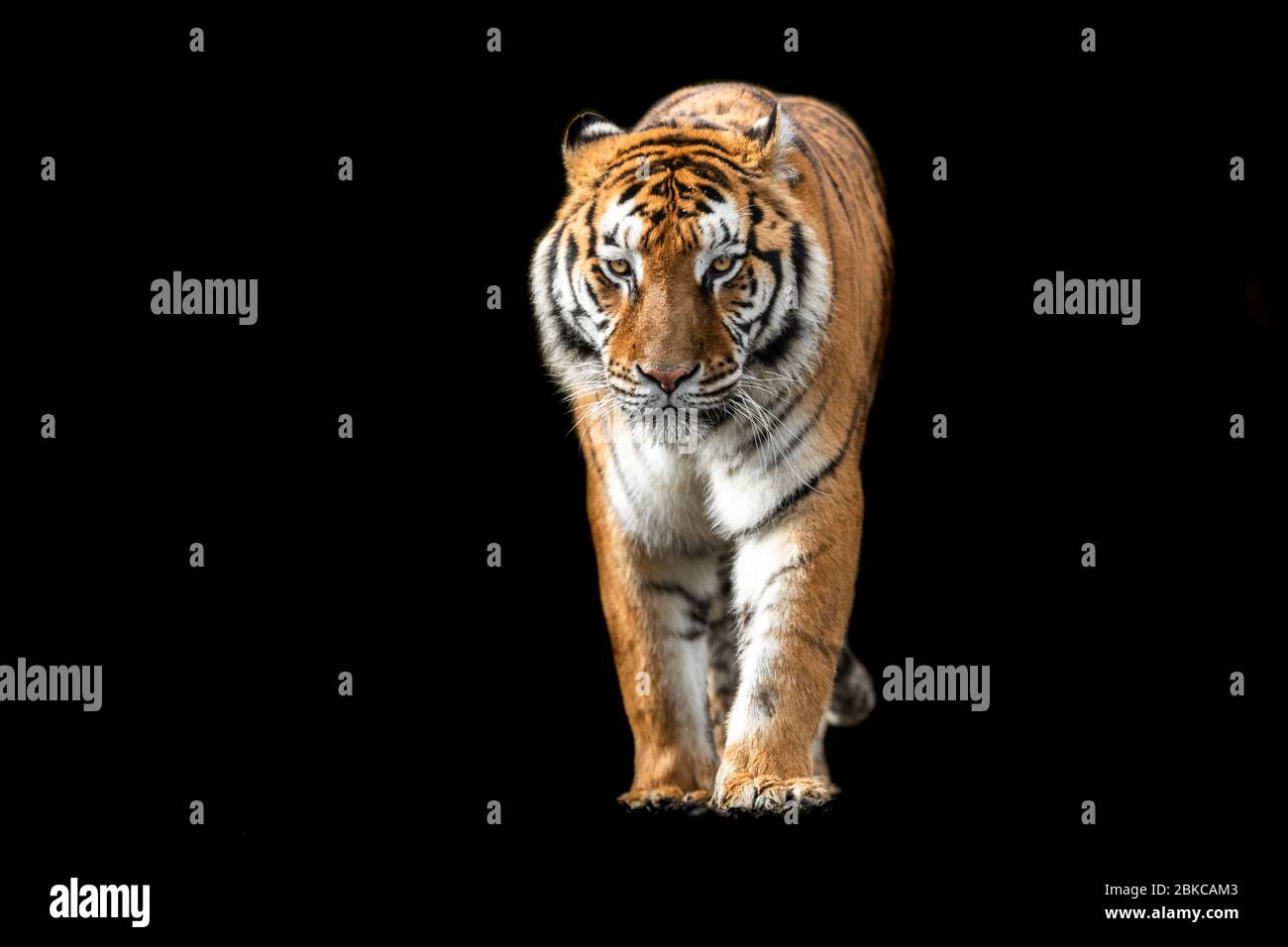 Tiger vector silhouette hi-res stock photography and images - Alamy