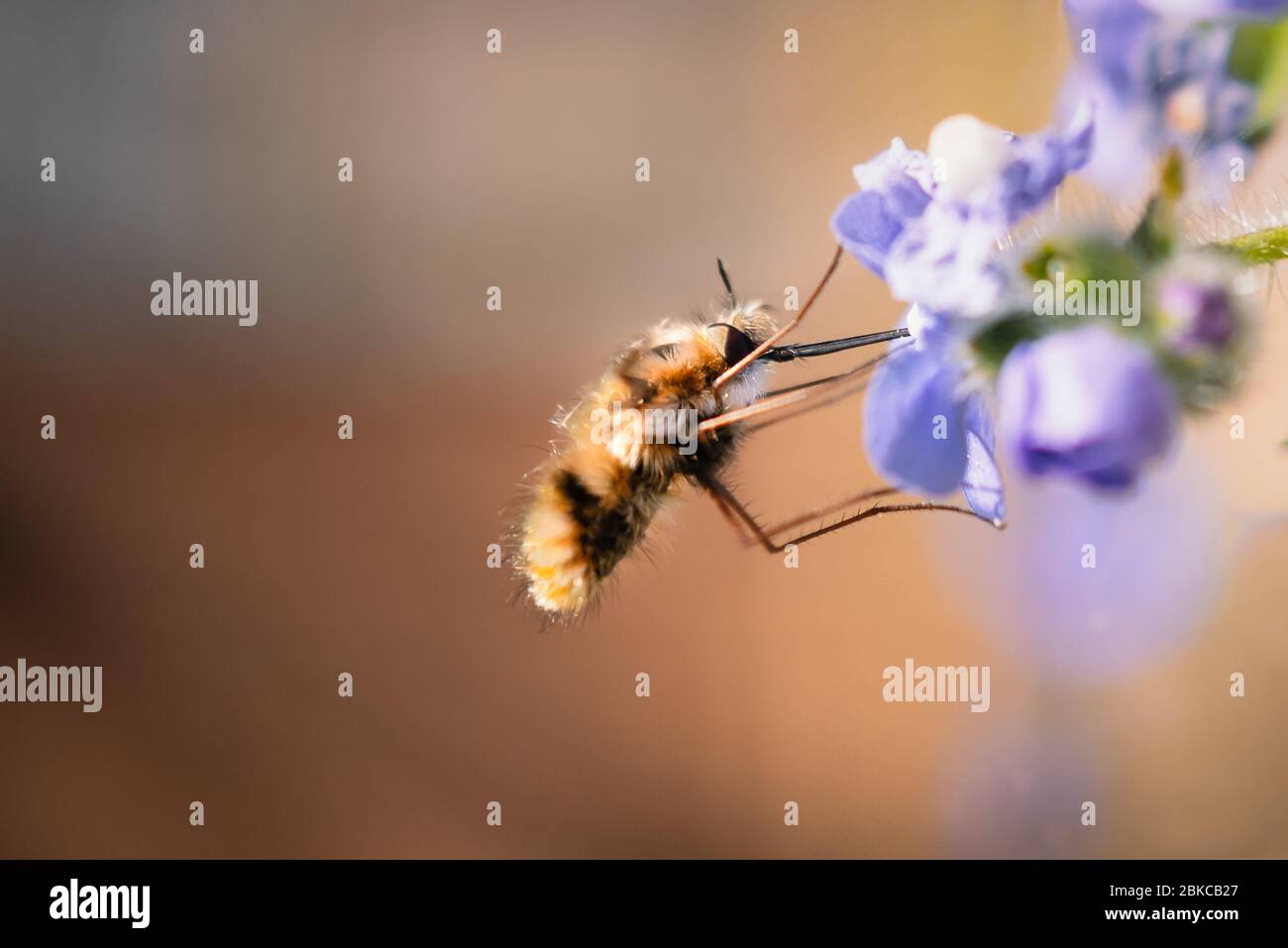 Bee fly feeding on blue flowers. Shallow focus with detail on the eyes ...