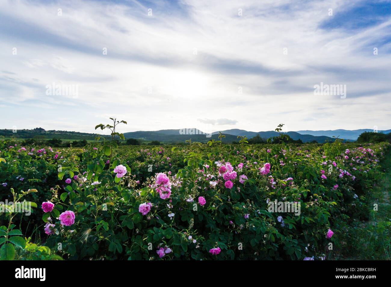 Valley Of The Roses Bulgaria High Resolution Stock Photography and ...