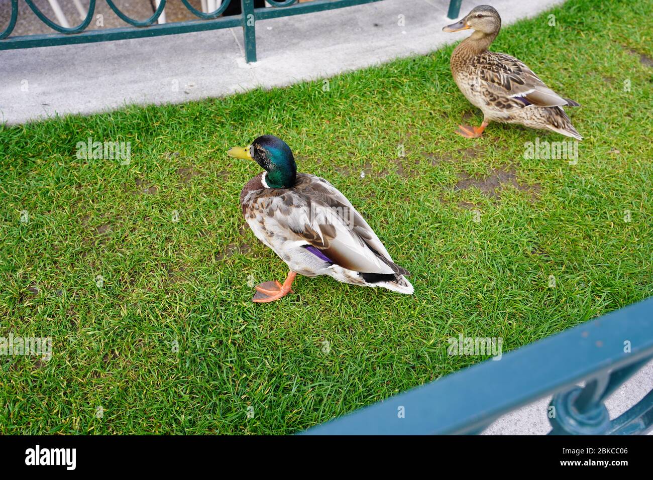 Couple of ducks are walking around on green meadow in park of visitors ...