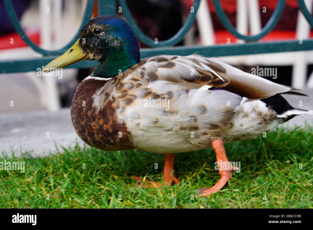 Female duck side view in water hi-res stock photography and images - Alamy