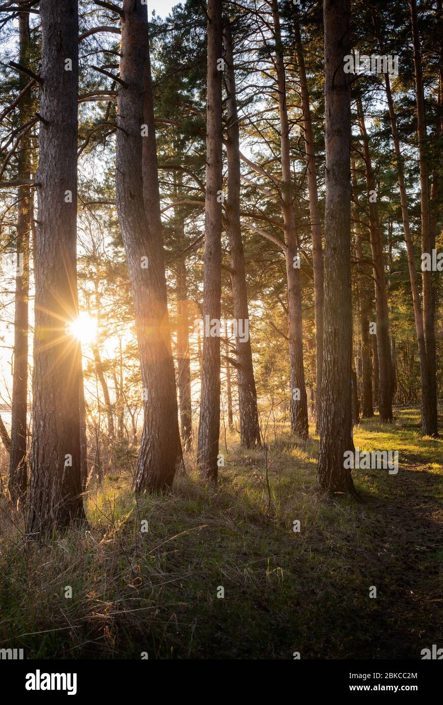 Warm back sun light with spring high pine forest tree Stock Photo - Alamy
