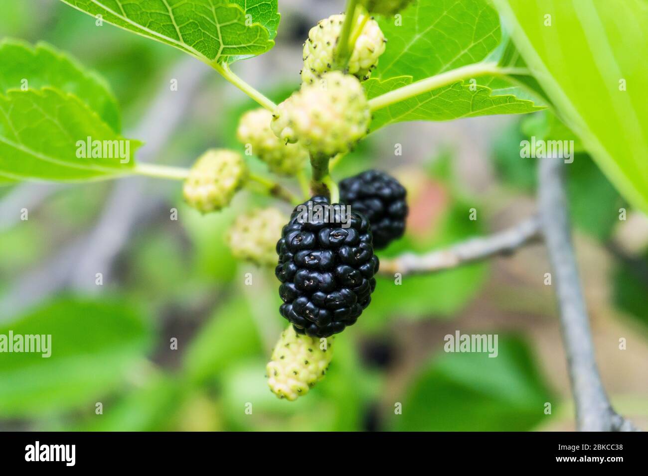 Black mulberry tree hi-res stock photography and images - Alamy