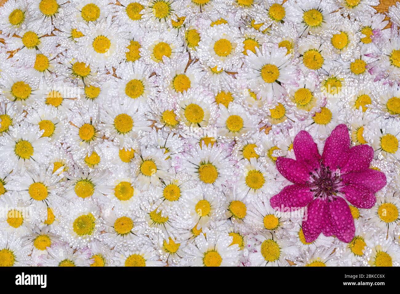 purple cherry flower on daisy background Stock Photo - Alamy