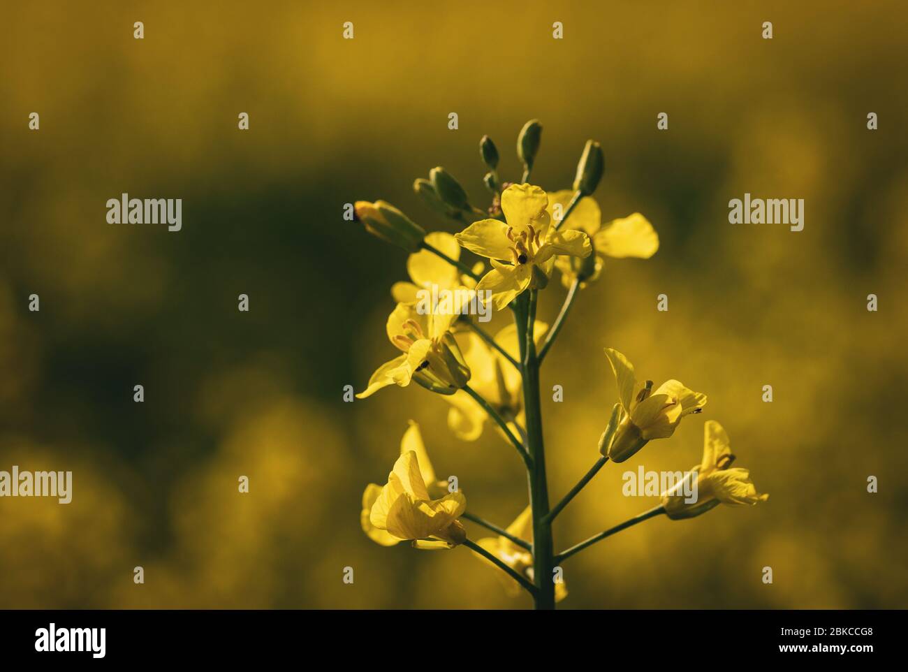 Warm flower hi-res stock photography and images - Alamy