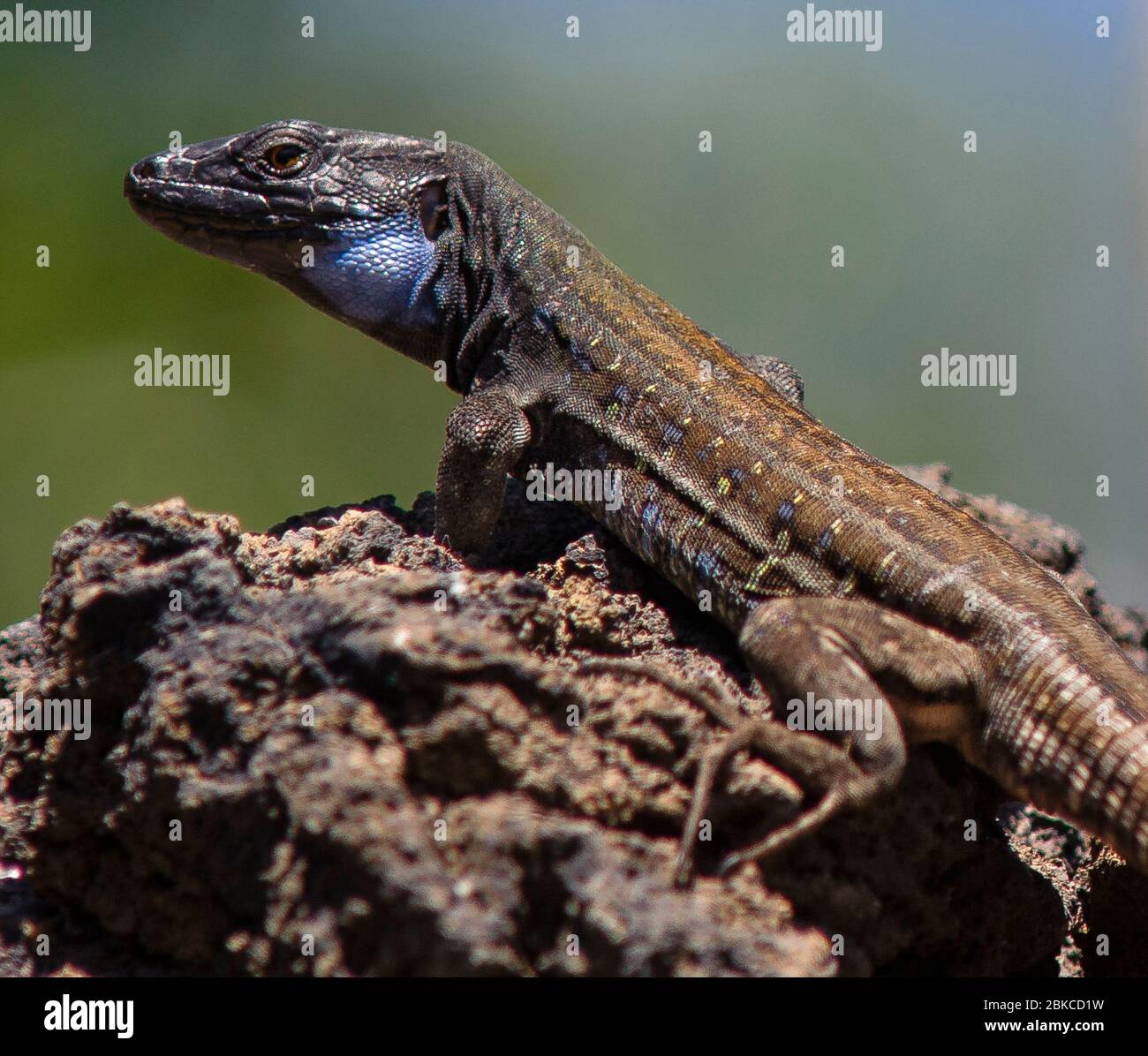 Gallotia galloti palmae hi-res stock photography and images - Alamy