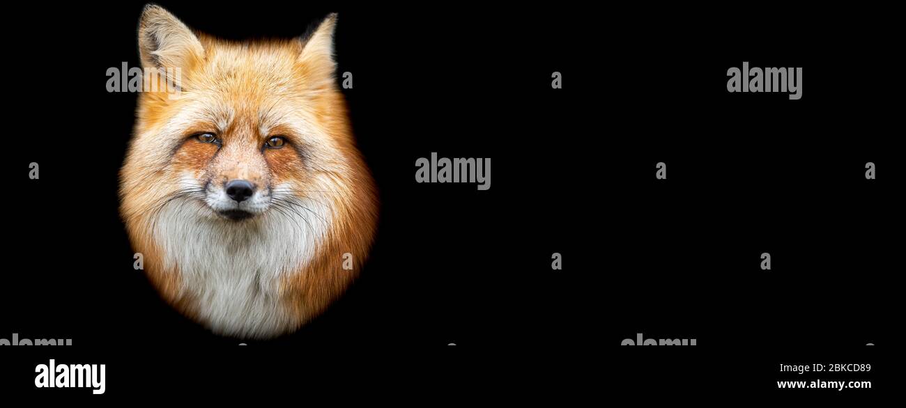 Template of Red fox with a black background Stock Photo - Alamy