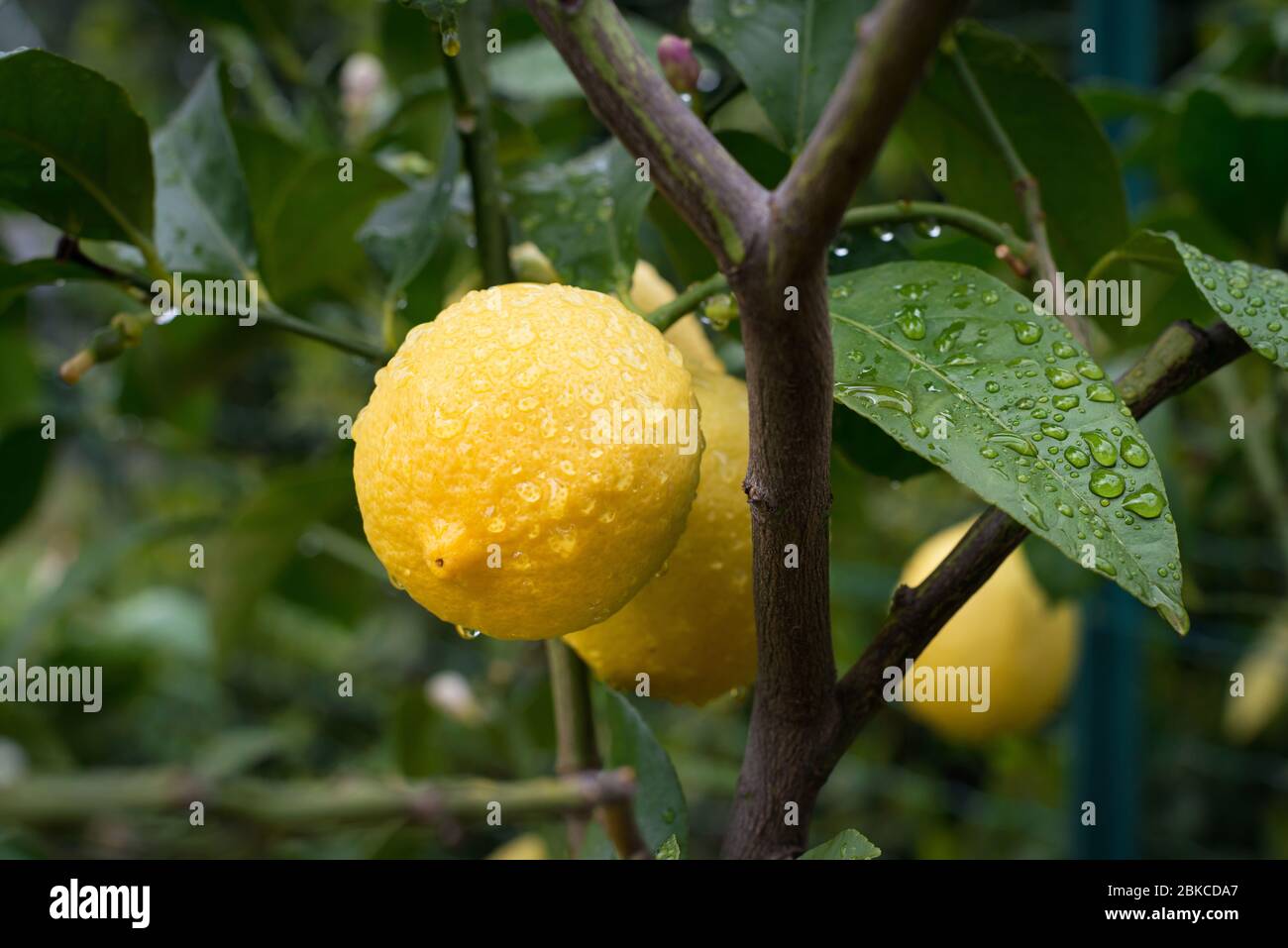 Fresh ripe lemons on a lemon tree branch under the rain Stock Photo - Alamy