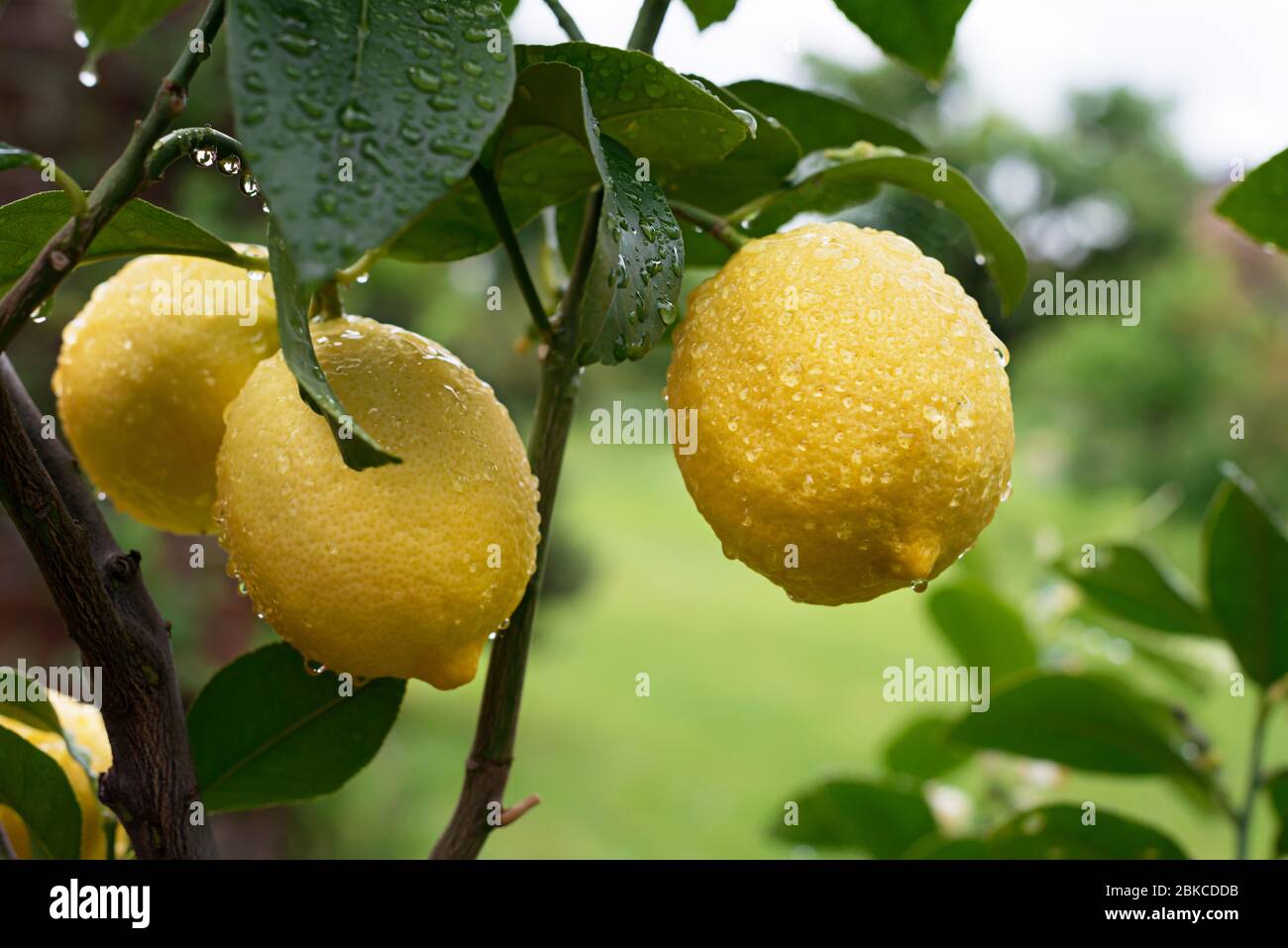 Acid rain lime hi-res stock photography and images - Alamy