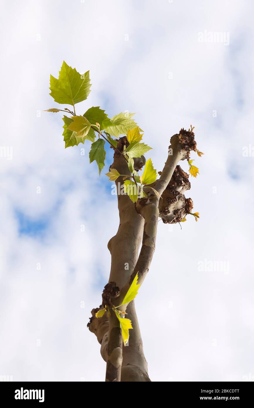 Tree Platanus in the spring Stock Photo - Alamy