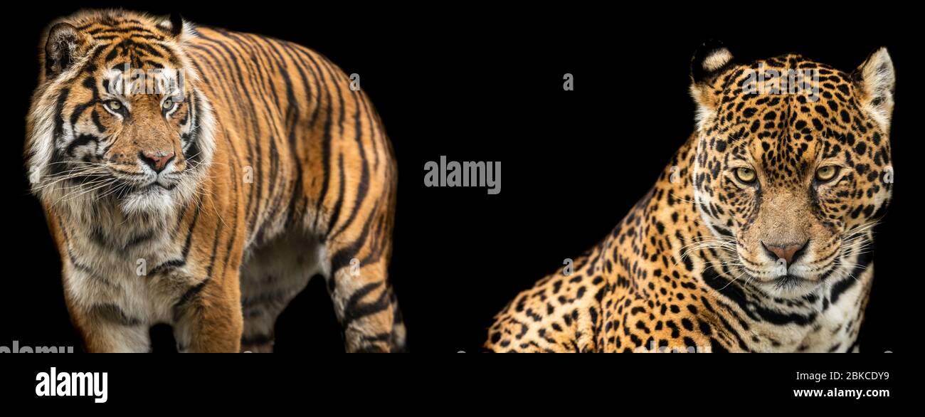 Jaguar Vs Tiger Fight