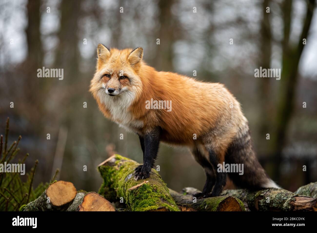 Red fox in the forest Stock Photo - Alamy