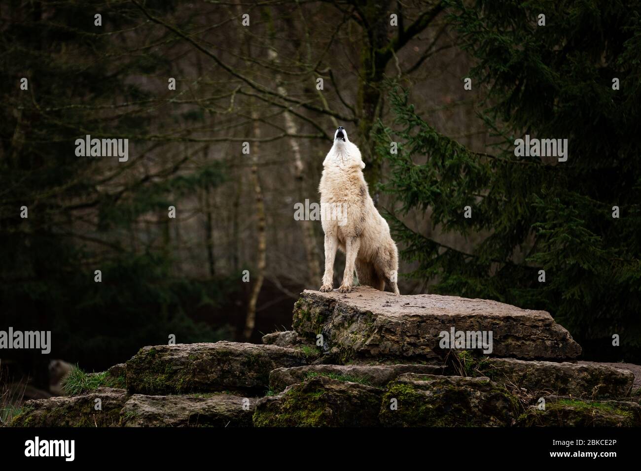 Arctic wolf in forest howling hi-res stock photography and images - Alamy