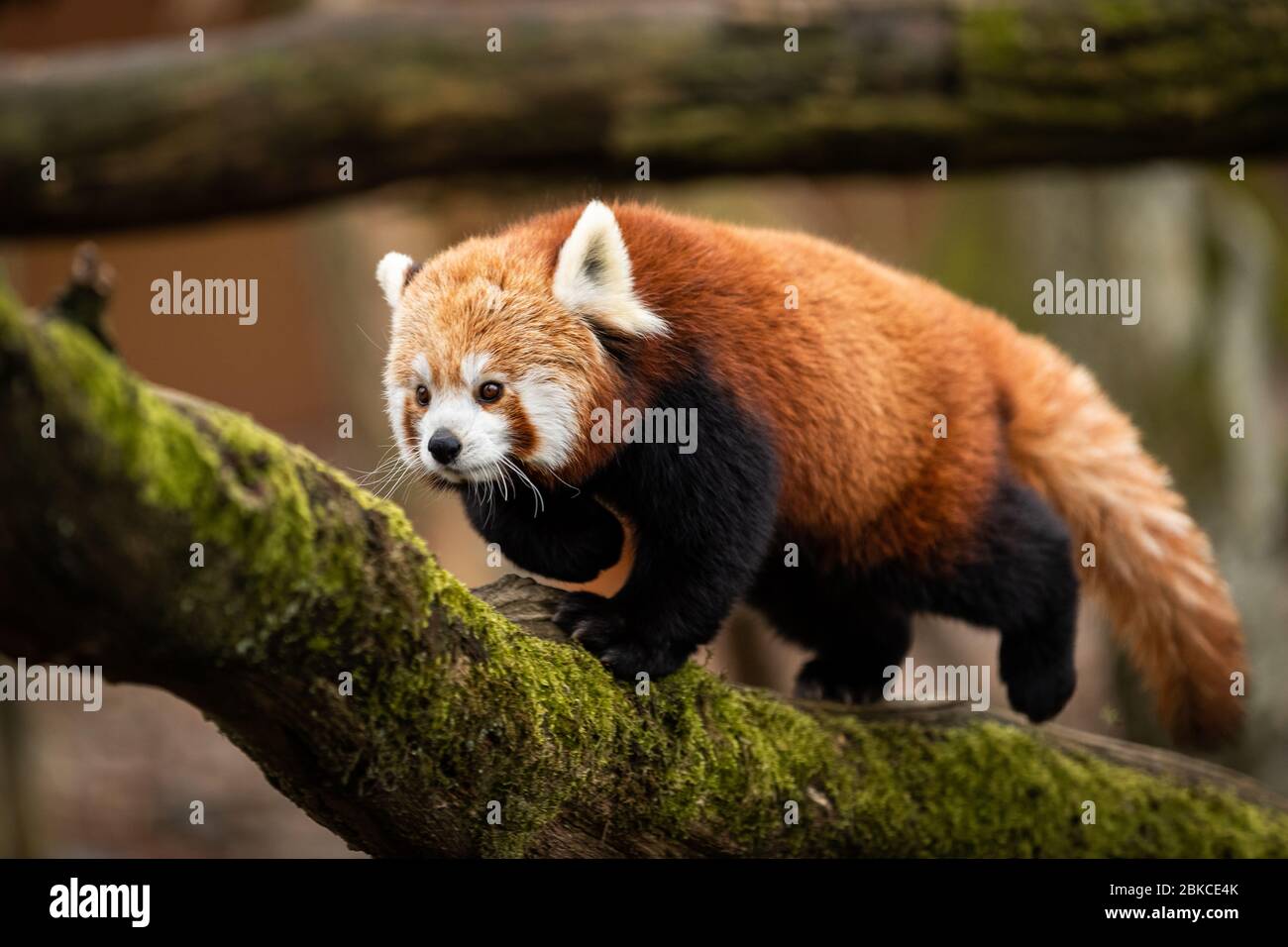 Panda walking side view hi-res stock photography and images - Alamy