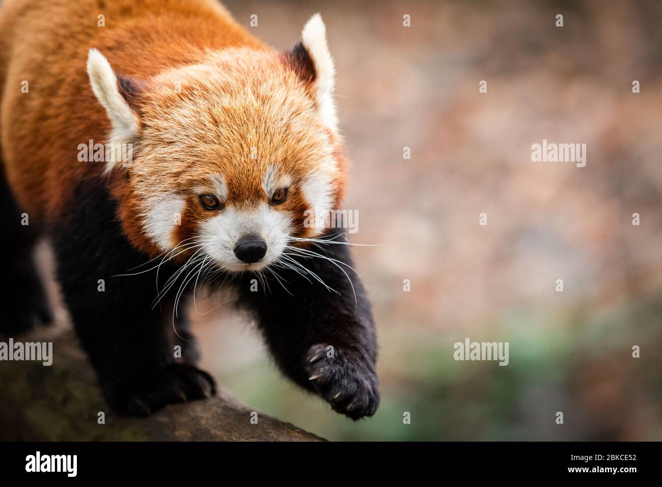 Panda walking side view hi-res stock photography and images - Alamy