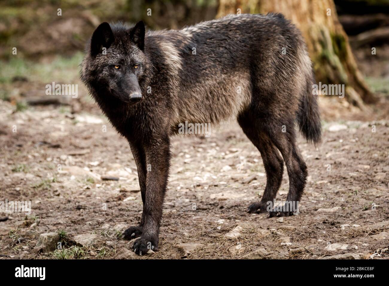 Timberwolf in the forest Stock Photo - Alamy