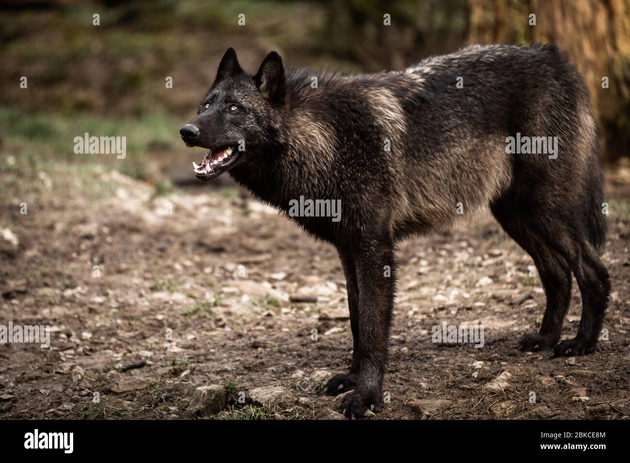Timberwolf in the forest Stock Photo - Alamy