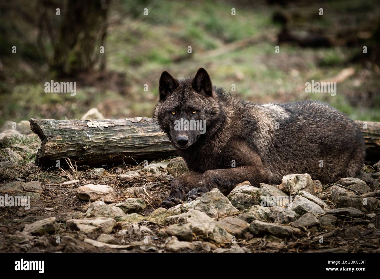 Timberwolf in the forest Stock Photo - Alamy