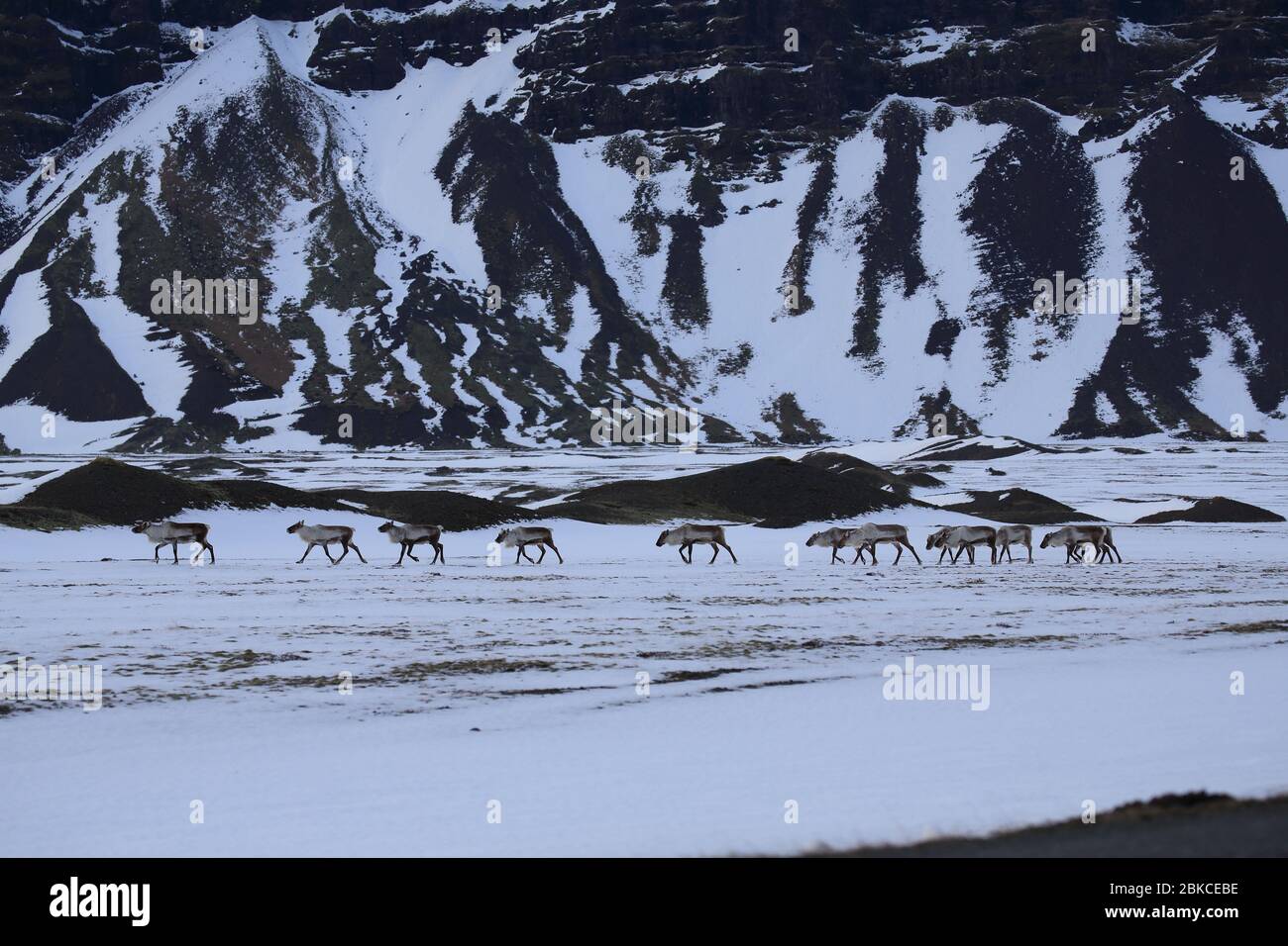 Reindeer, Caribou in Winter Iceland Stock Photo - Alamy