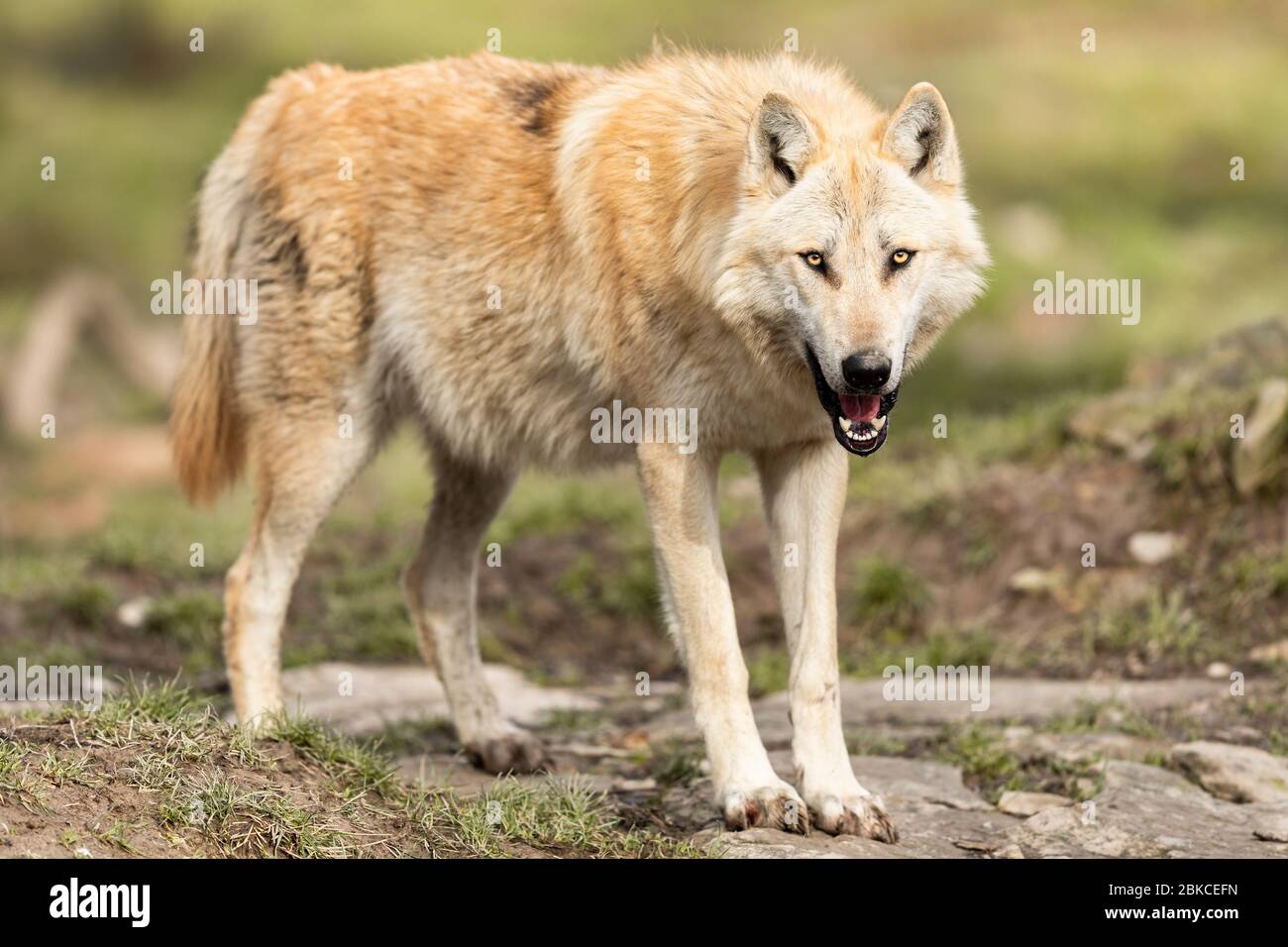 Timberwolf in the forest Stock Photo - Alamy