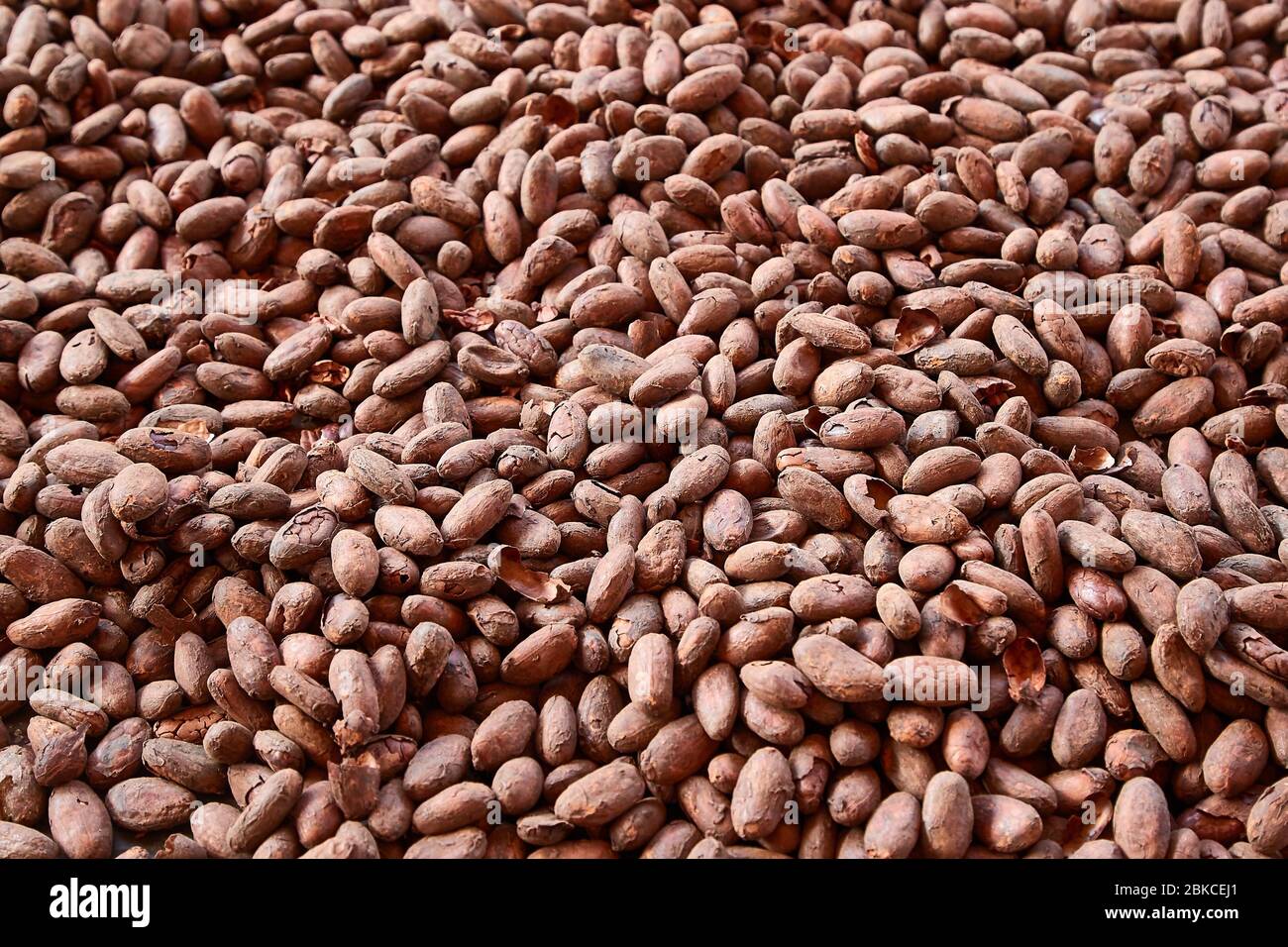 Cocoa beans picked by hand Stock Photo - Alamy