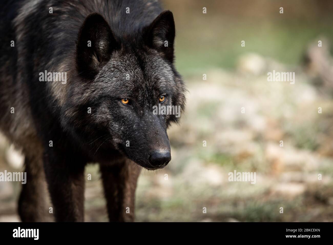 Portrait of timberwolf in the forest Stock Photo - Alamy