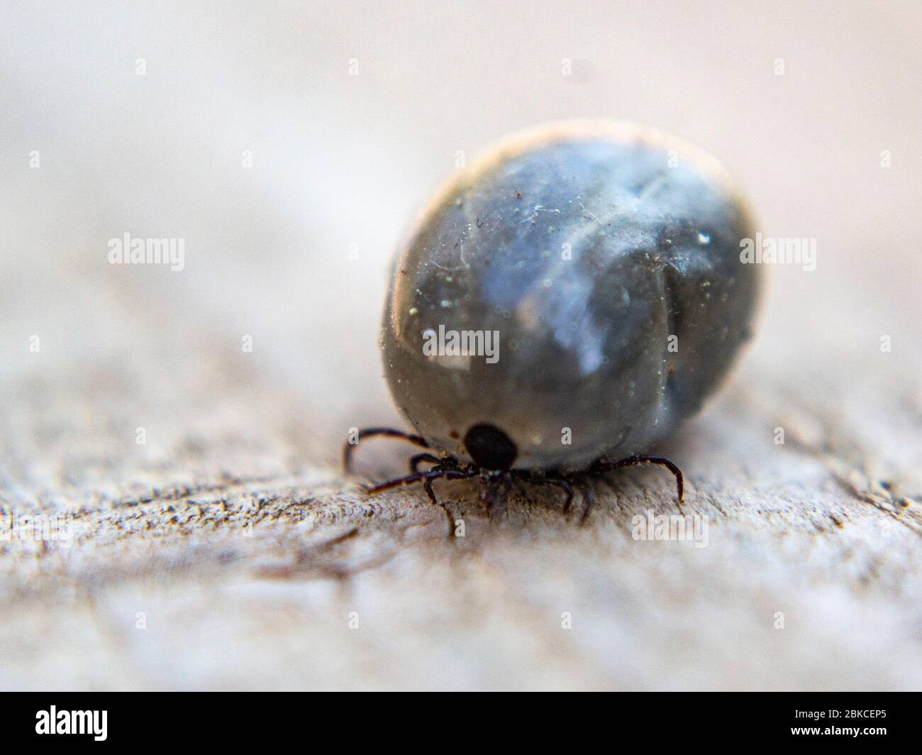 Engorged tick hi-res stock photography and images - Alamy