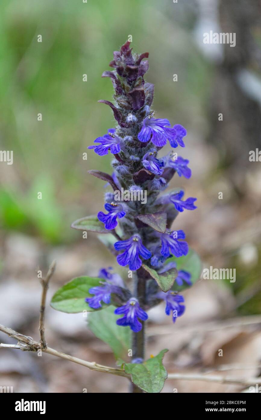 Carpet bugleweed hi-res stock photography and images - Alamy