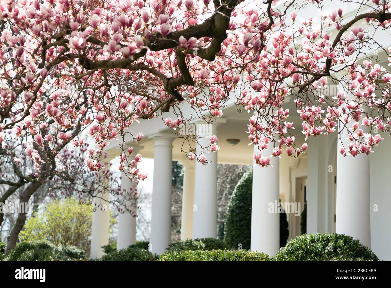 On March 12, 2020, magnolia blossoms began to bloom in the White House ...