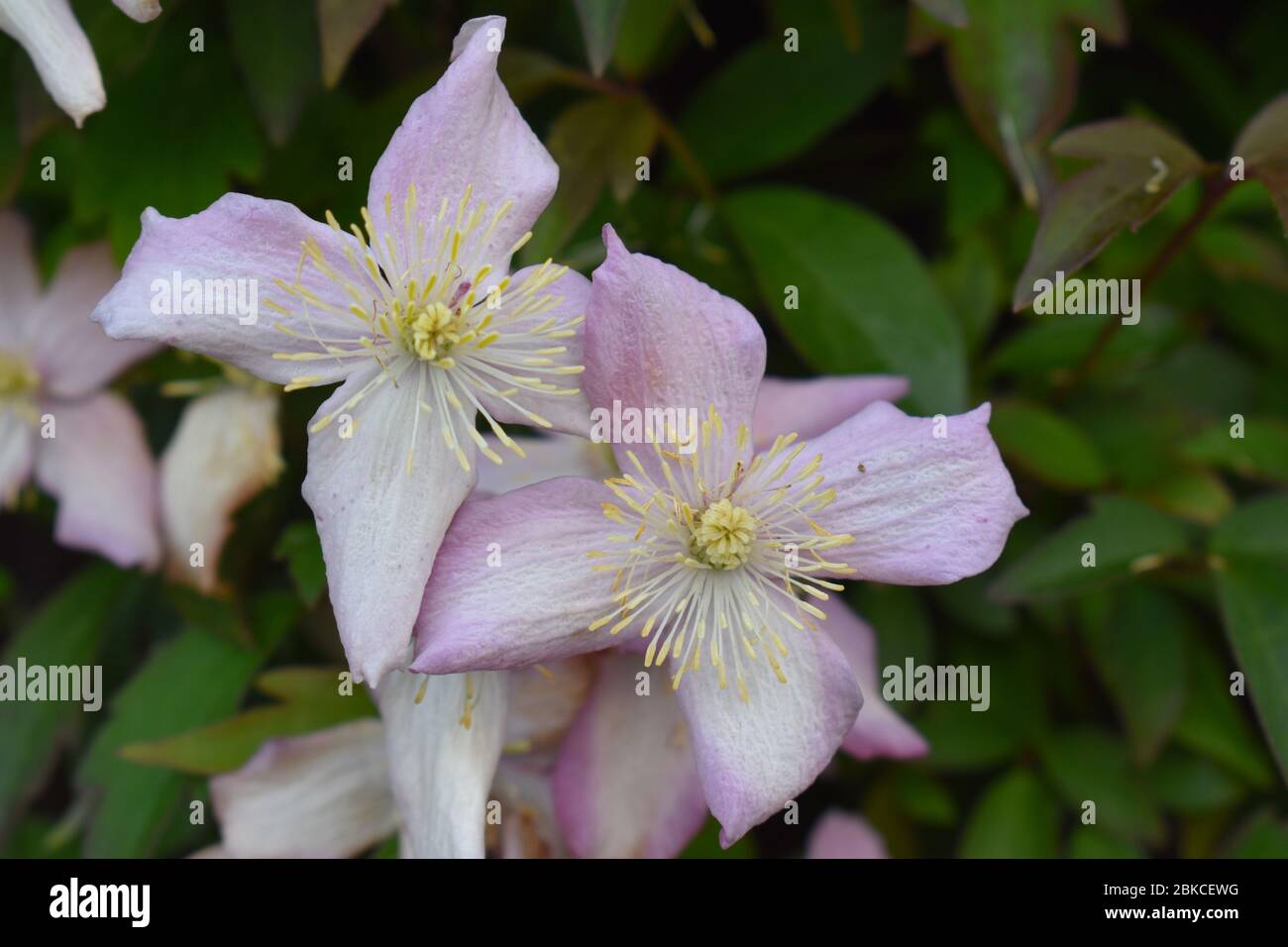 Clematis montana is deciduous climber with white flowers Blooming from ...