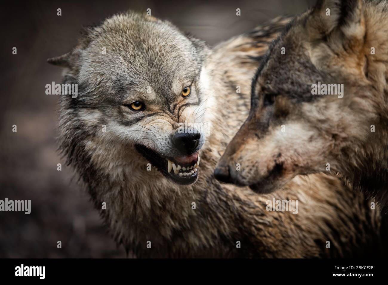 Angry Wolf Face Profile