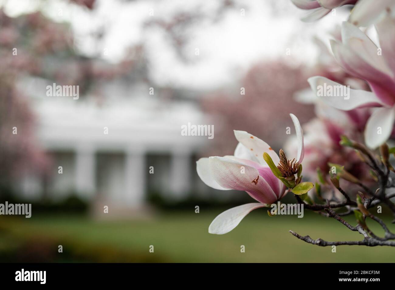 On March 17, 2020, trees in full bloom were seen in the Rose Garden of ...