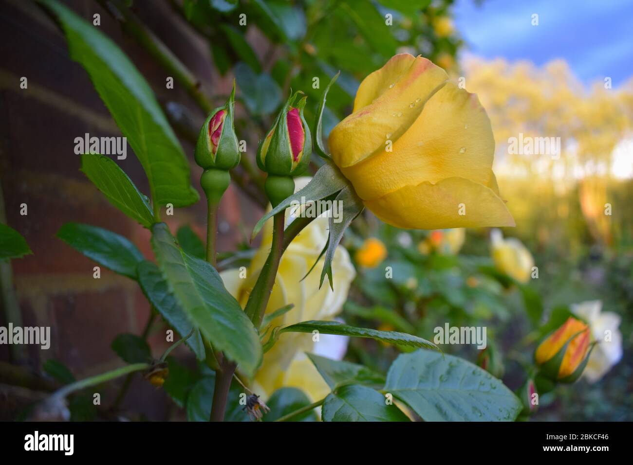 Yellow rosebud by a brick wall Climbing flowering shrub with stems ...