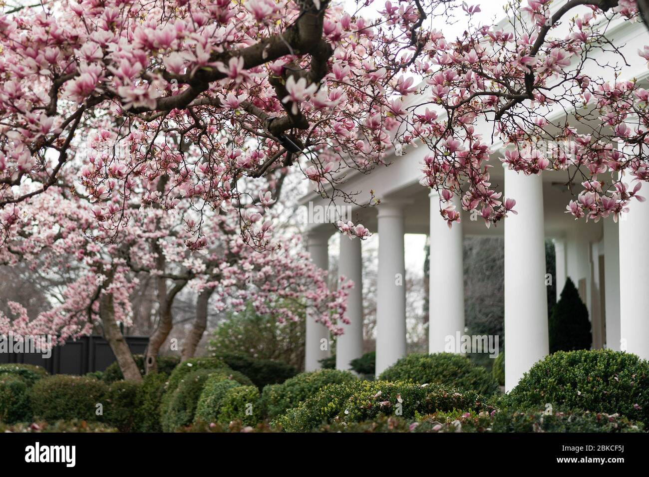 On March 17, 2020, the Rose Garden at the White House was in full bloom ...