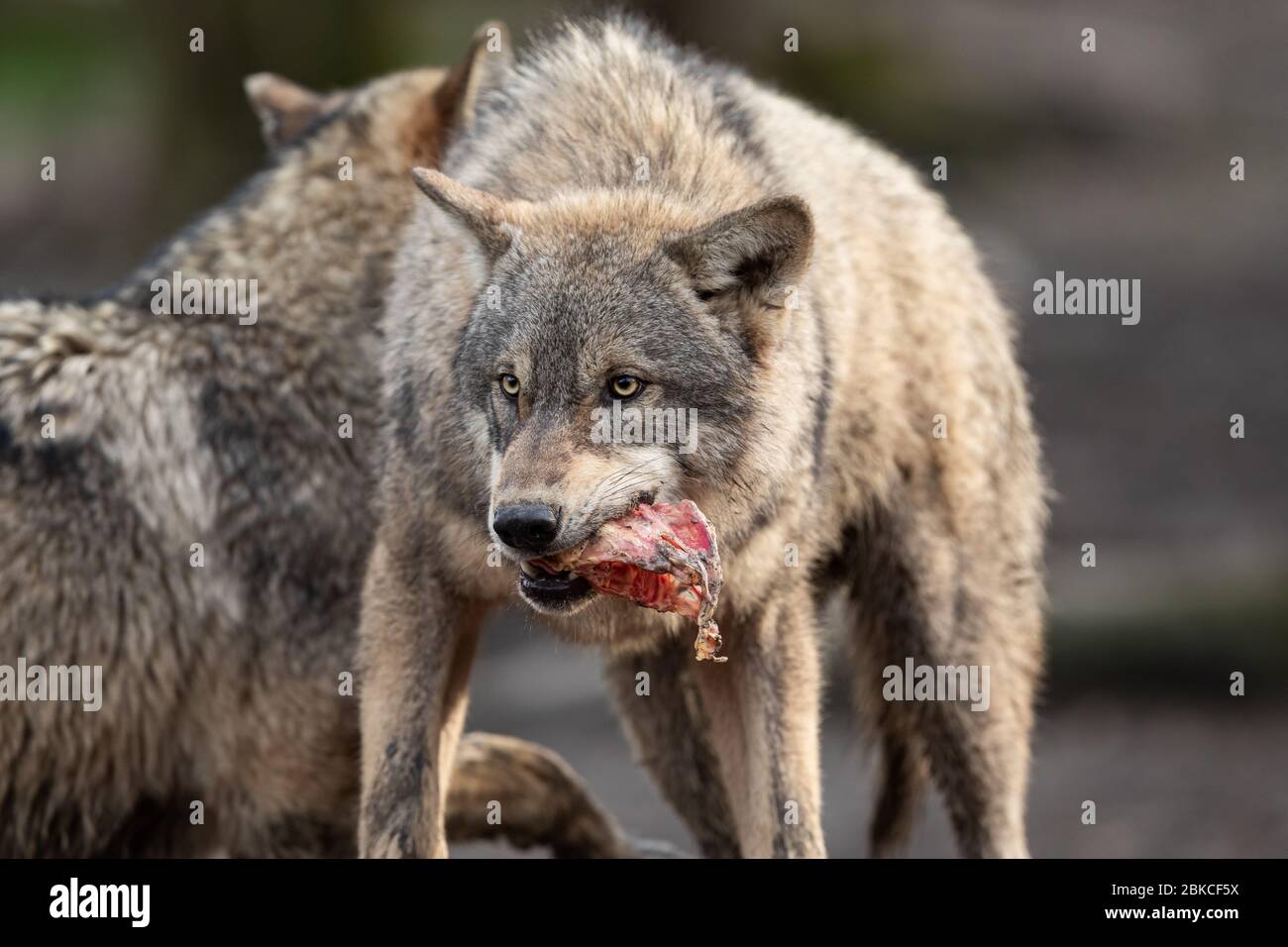 Wolf eating meat hi-res stock photography and images - Alamy