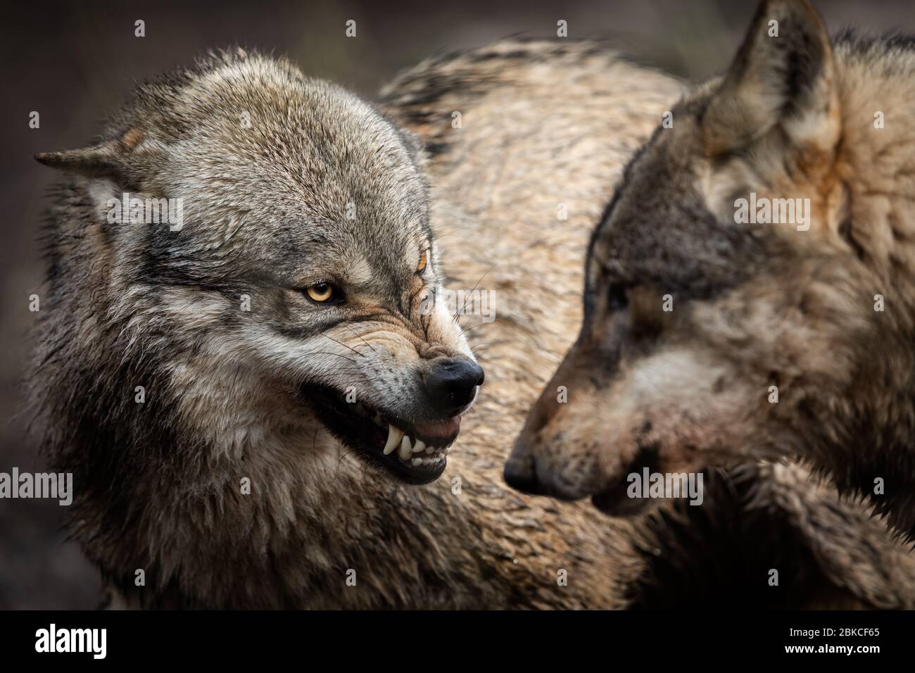 Angry wolf hi-res stock photography and images - Alamy