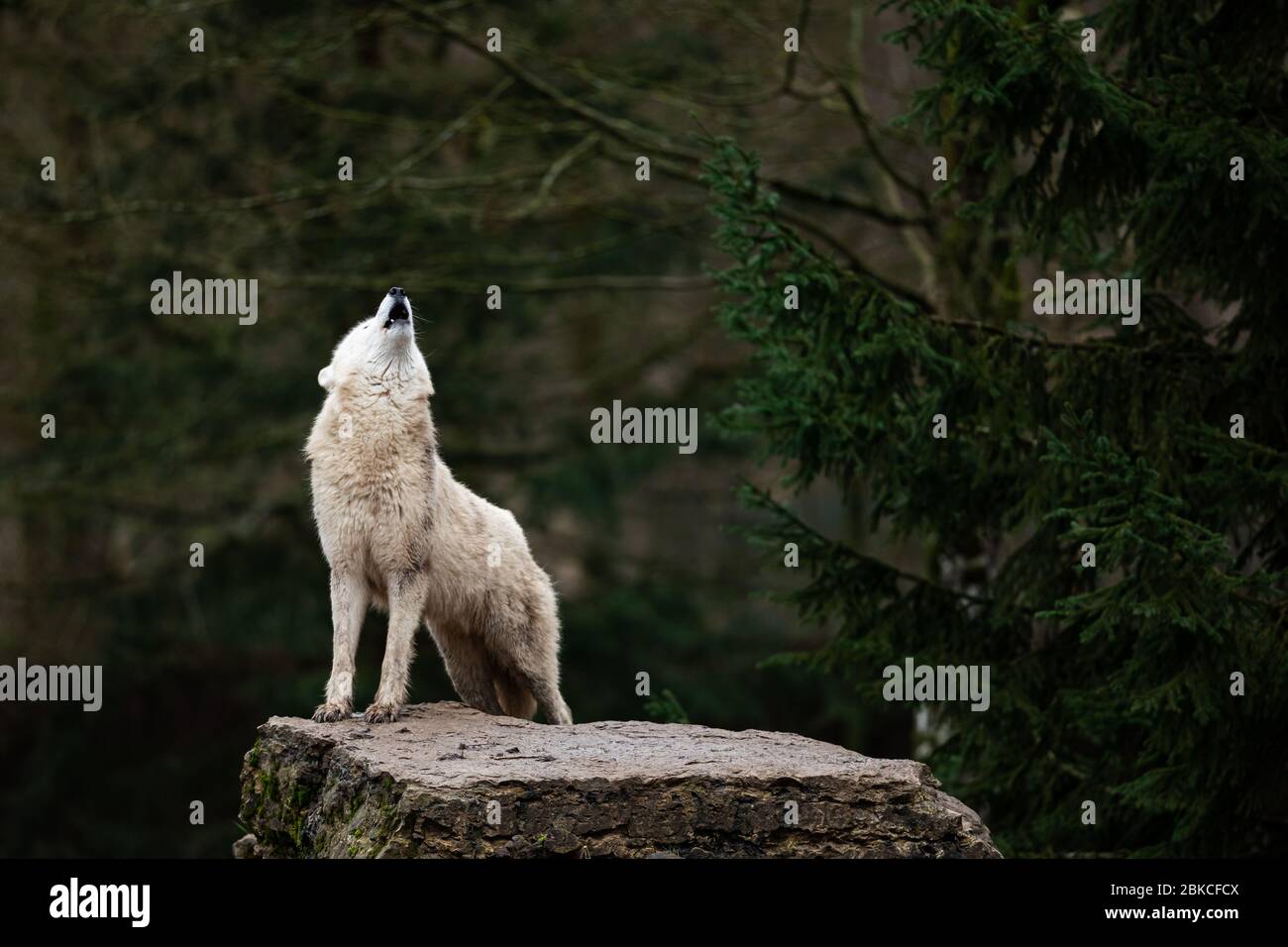 Howling of white wolf in the forest Stock Photo - Alamy