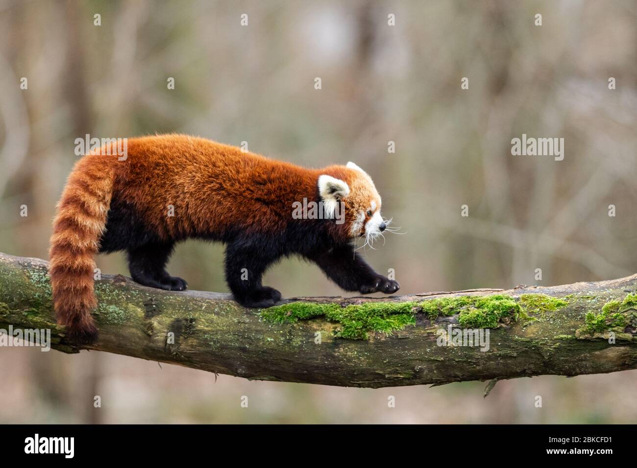 Panda walking side view hi-res stock photography and images - Alamy