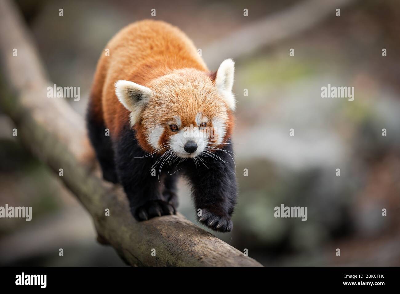 Panda walking side view hi-res stock photography and images - Alamy
