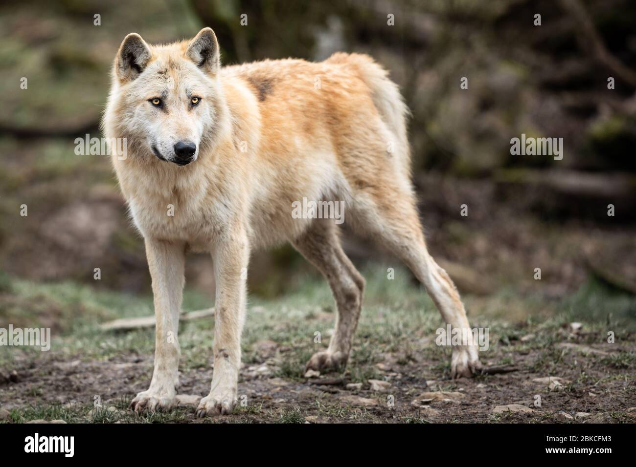 Timberwolf canis lupus lycaon hi-res stock photography and images - Alamy